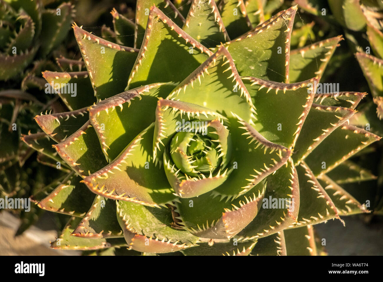 Beautiful sunlite cactus on Milos Stock Photo - Alamy