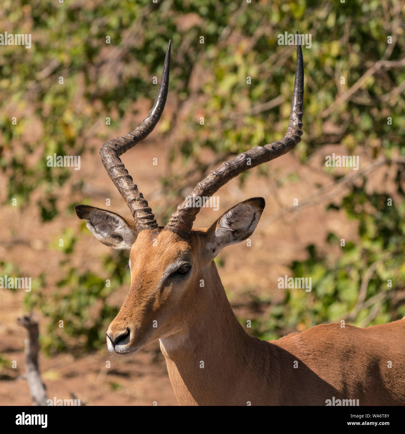 An adult male impala looks around in Namibia Stock Photo - Alamy