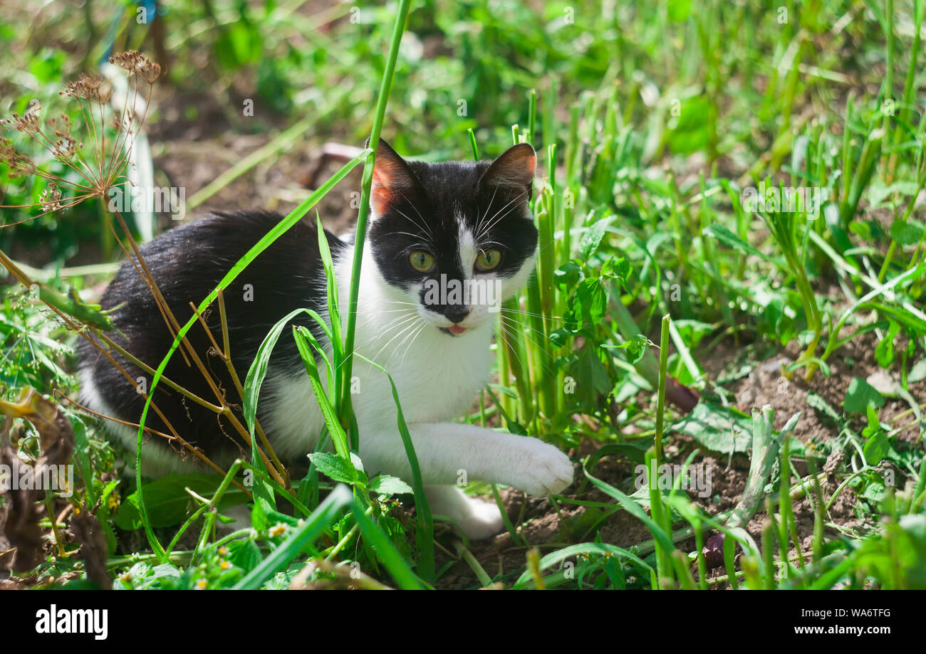 cute cat surprised in the grass Stock Photo - Alamy