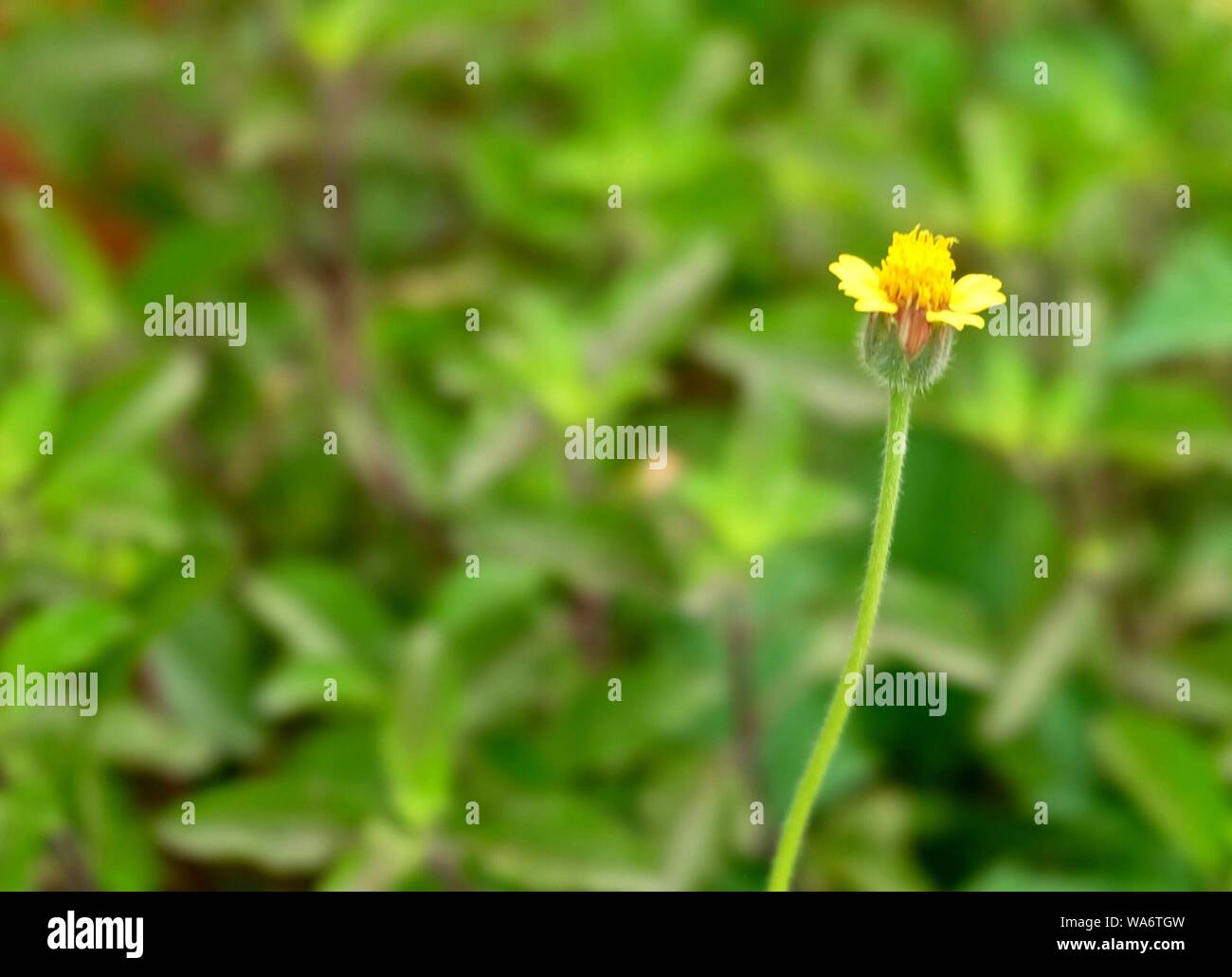 Tridax Procumbens Fruit