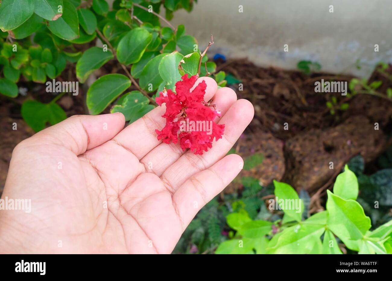 Hand Holding Bunch of Tropical Red Chain of Love or Mexican Creeper ...