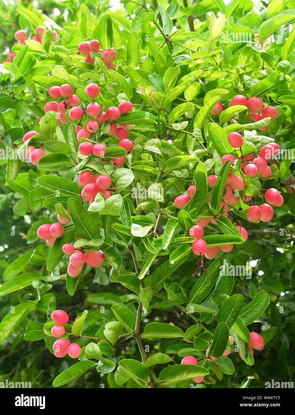 Fresh Fruits, Ripe and Delicious Karanda Carissa Carandas L Fruits with ...