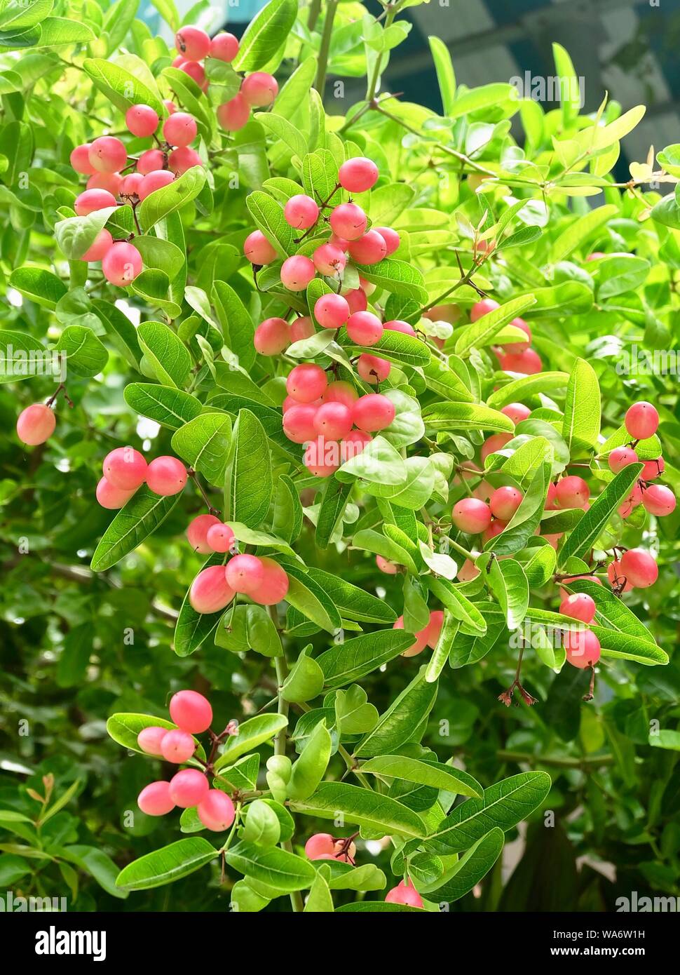 Fresh Fruits, Ripe and Delicious Karanda Carissa Carandas L Fruits with ...