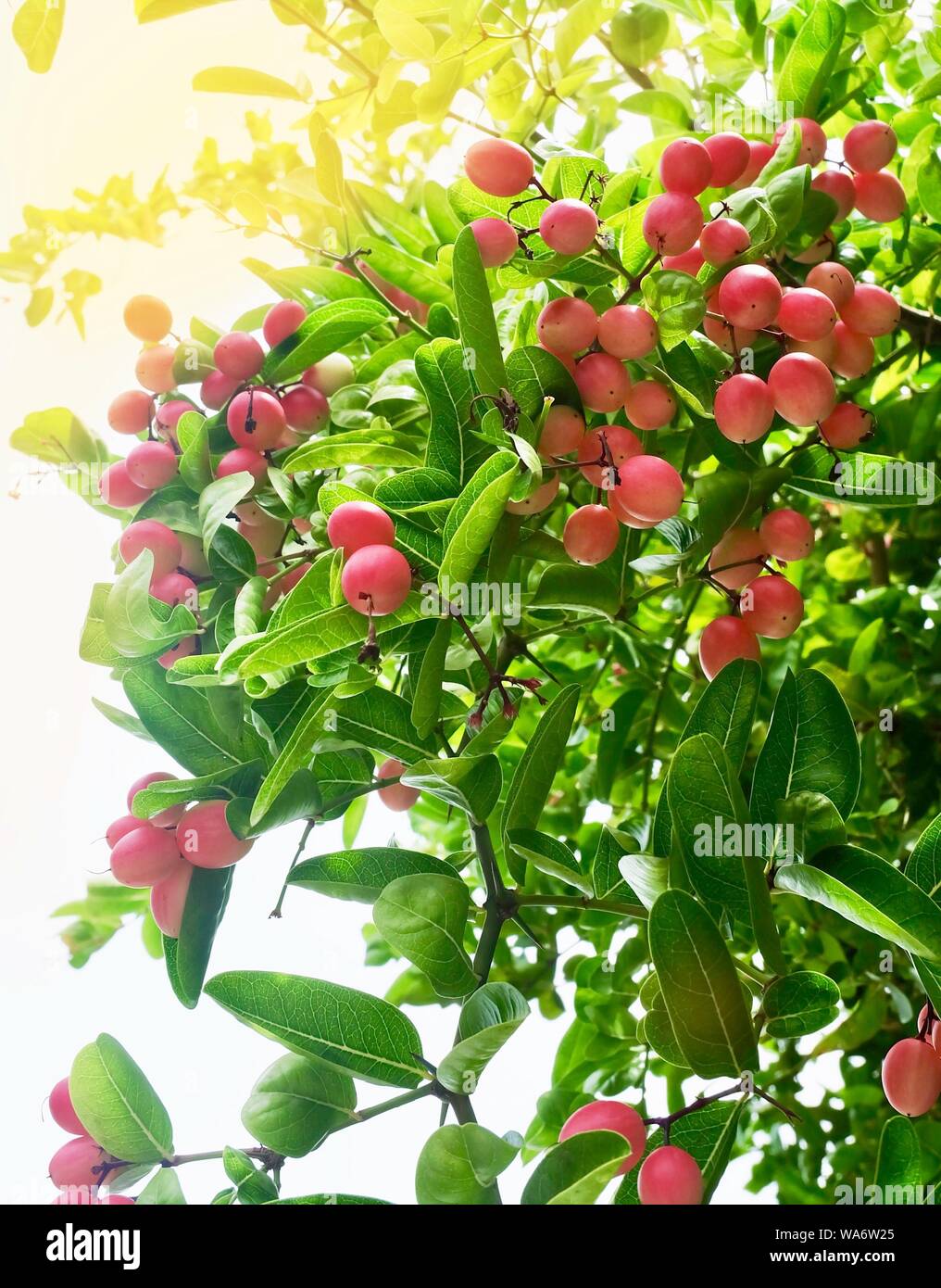 Carissa carandas hi-res stock photography and images - Alamy