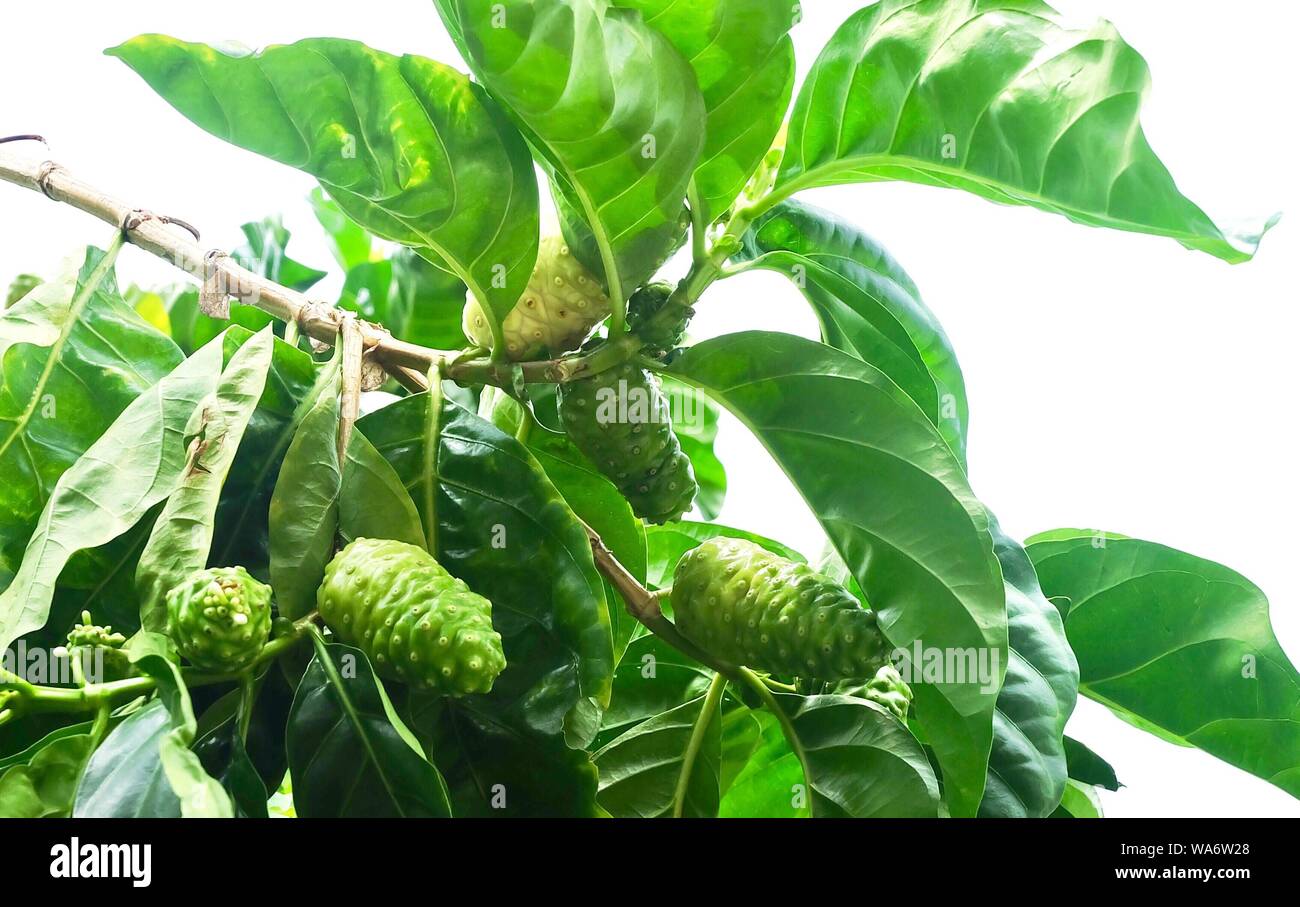 Indian mulberry tree hi-res stock photography and images - Alamy
