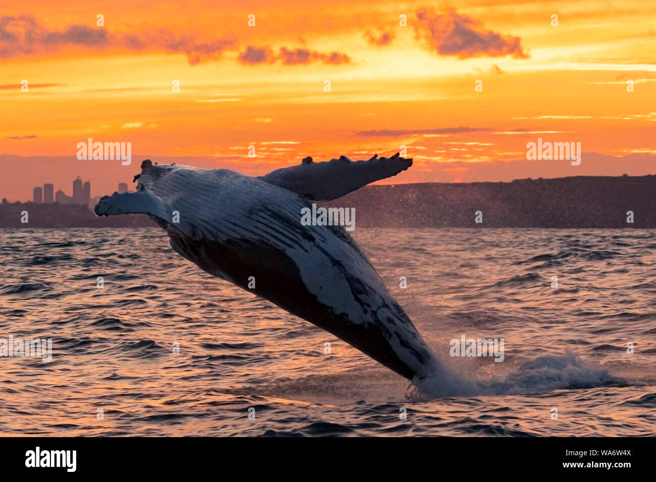 Orange sunset breaching whale in Sydney, Australia Stock Photo - Alamy