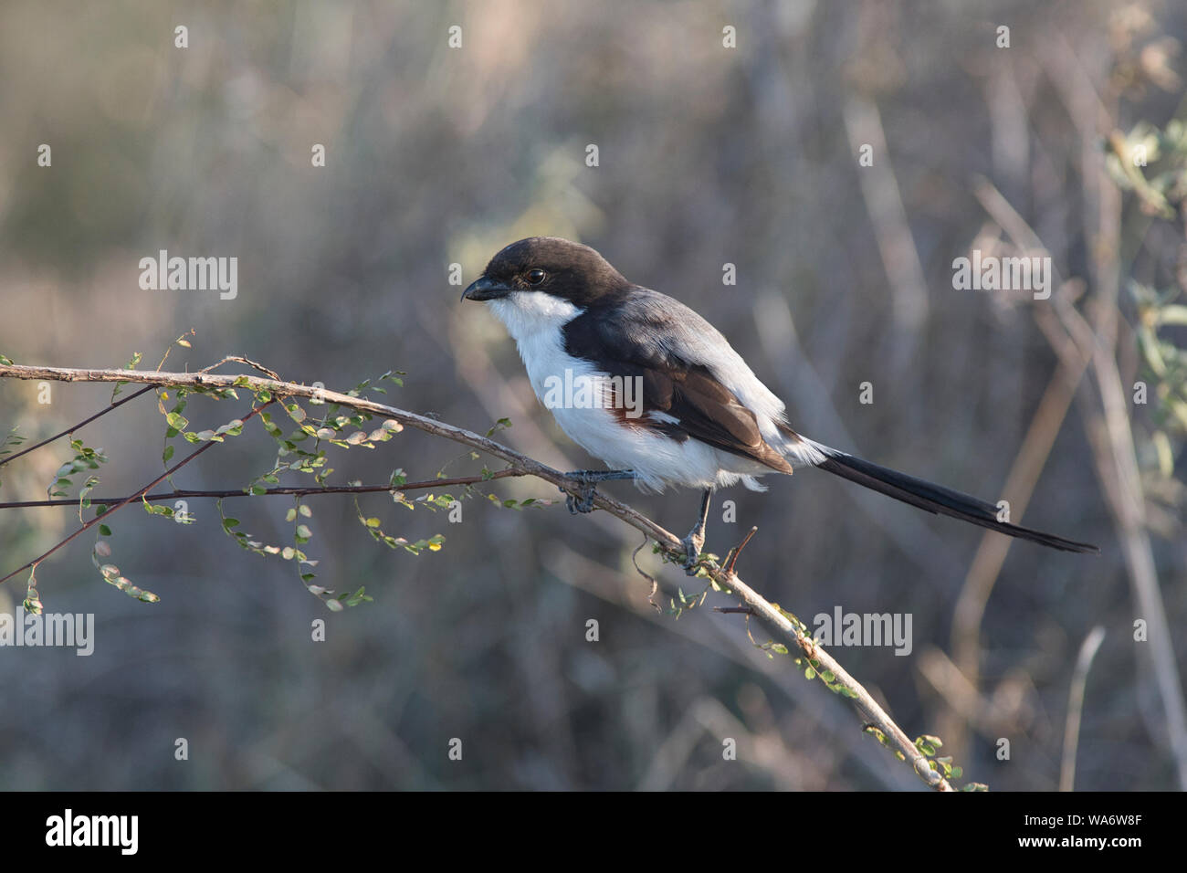 African long tailed shrike hi-res stock photography and images - Alamy