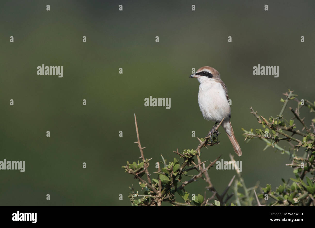 Isabelline shrike (Lanius isabellinus) photographed on wintering ...
