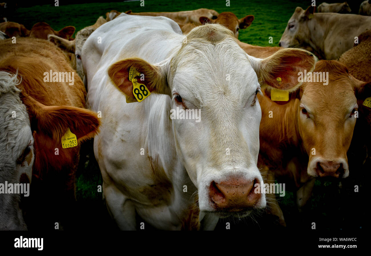 Close together cow hi-res stock photography and images - Alamy