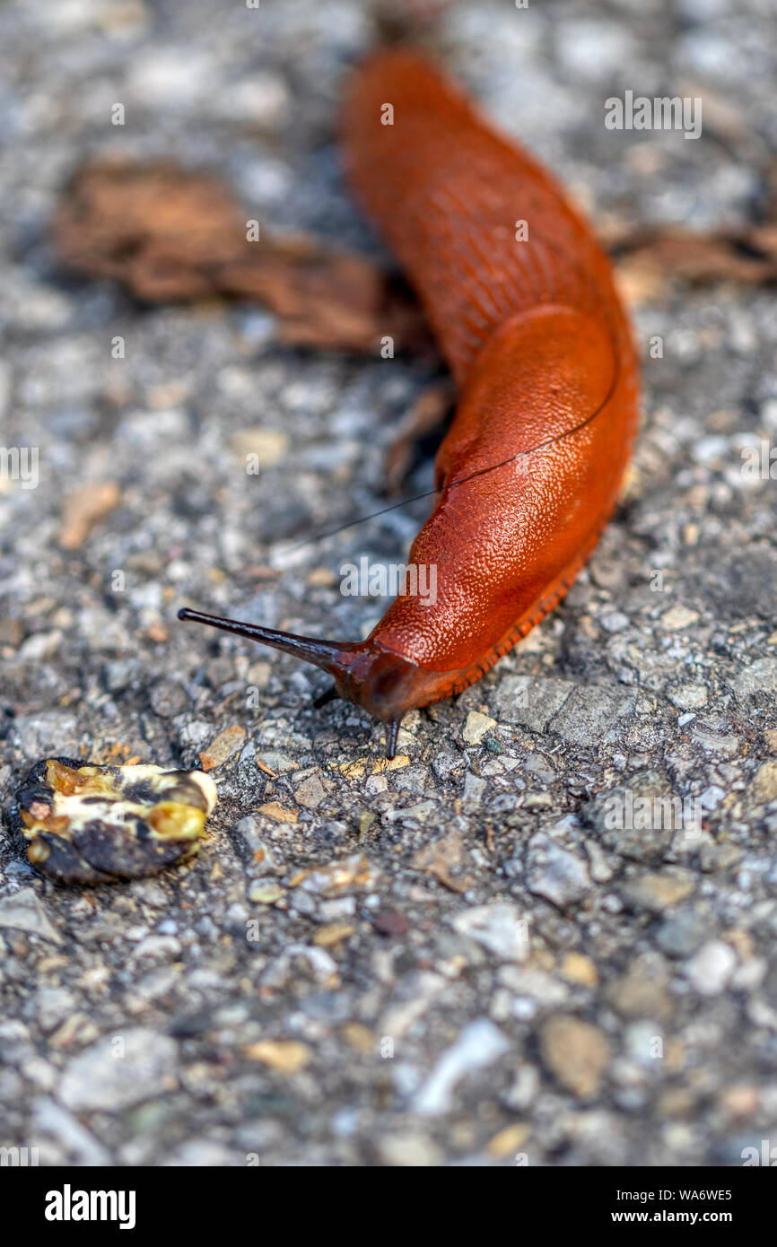 Orange slug hi-res stock photography and images - Alamy