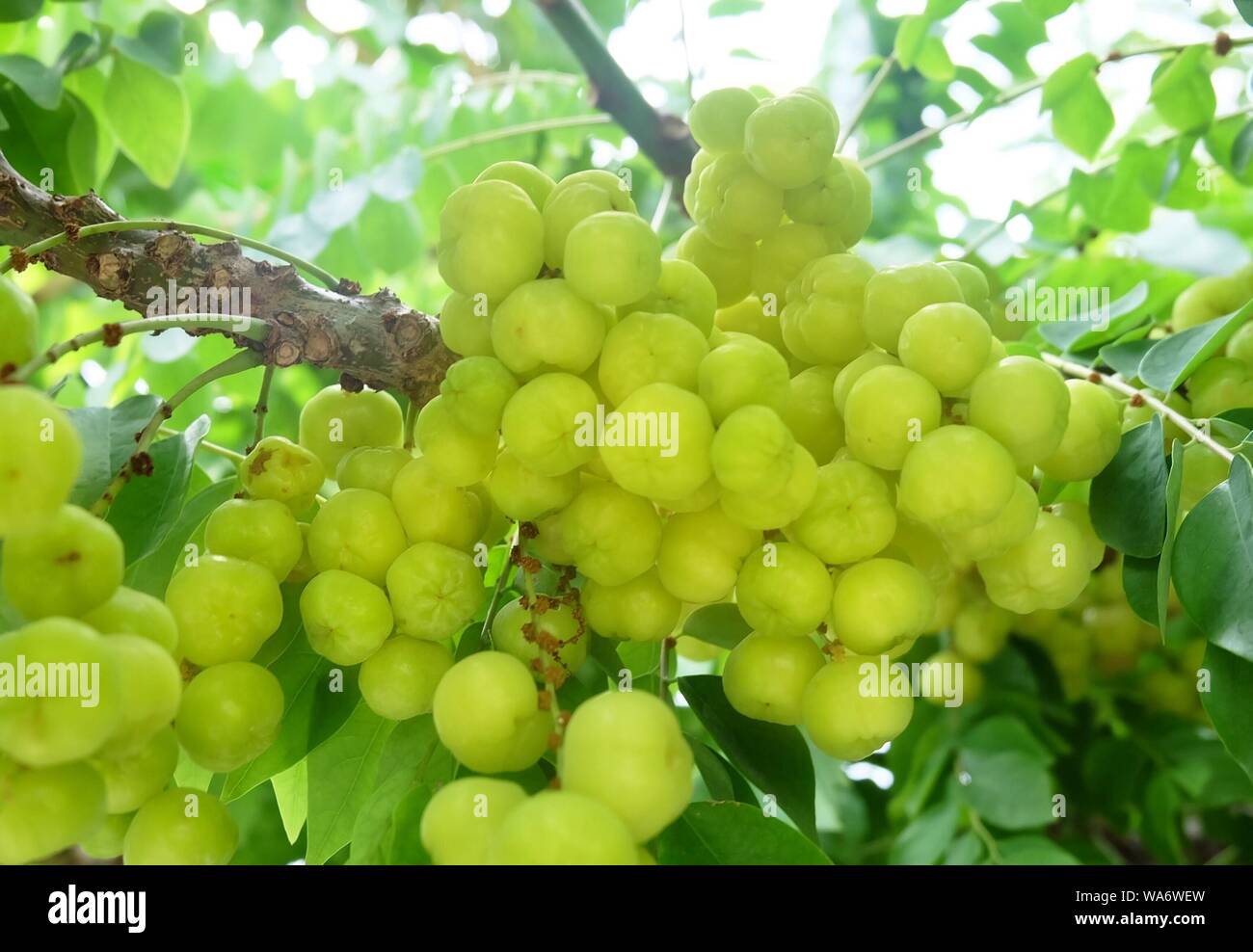 Bunch of Fresh Star Gooseberries With Stem and Green Leaves Hanging on ...