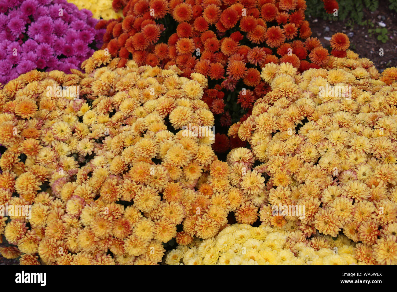 beautiful display of vibrant colorful chrysanthemums in full bloom ...