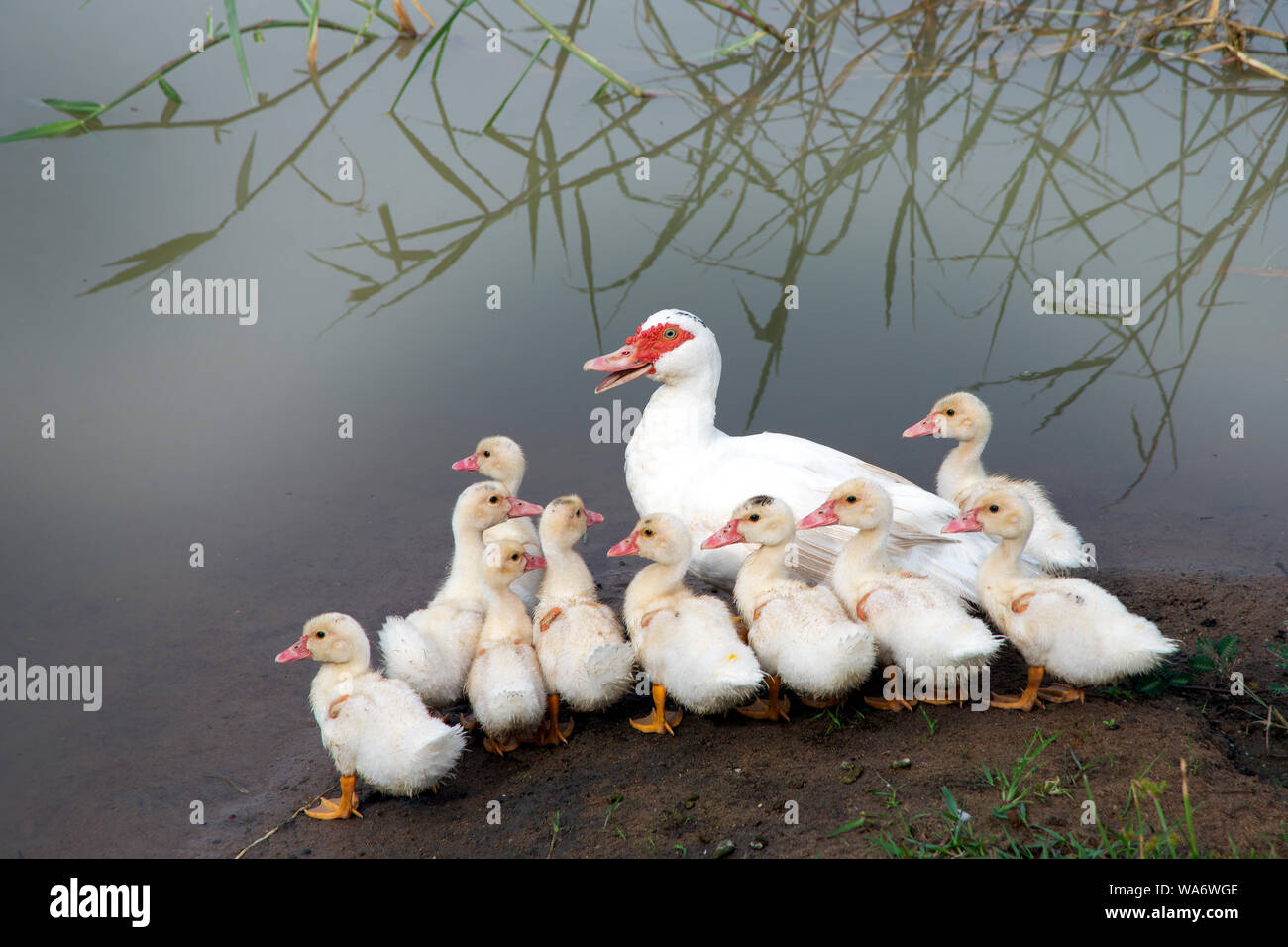 10 ducklings hi-res stock photography and images - Alamy