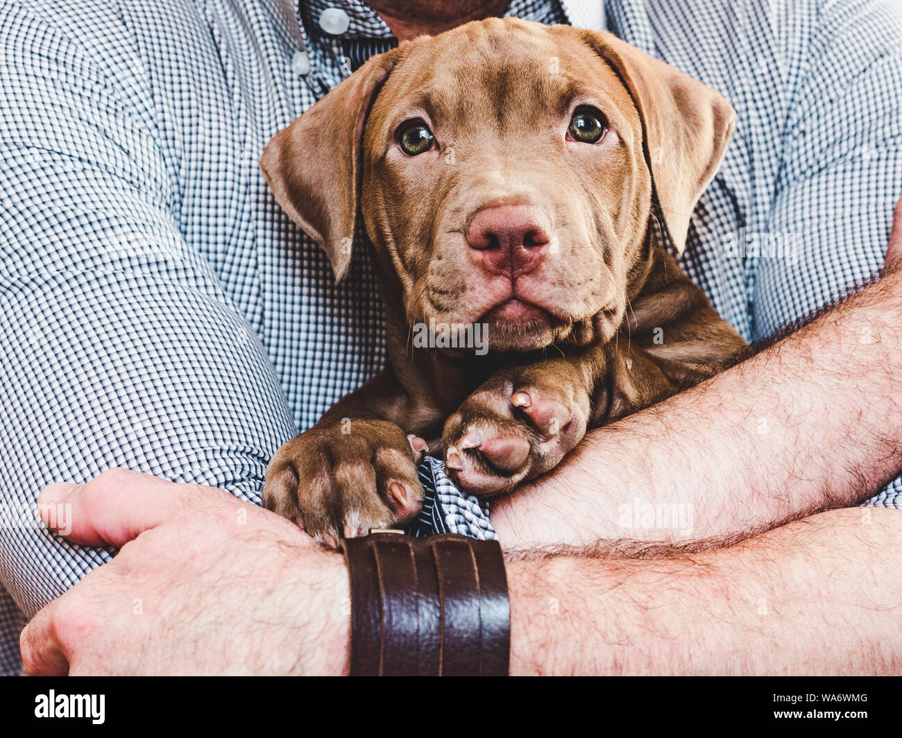 Man hugging a young, charming puppy. Close-up, white isolated ...