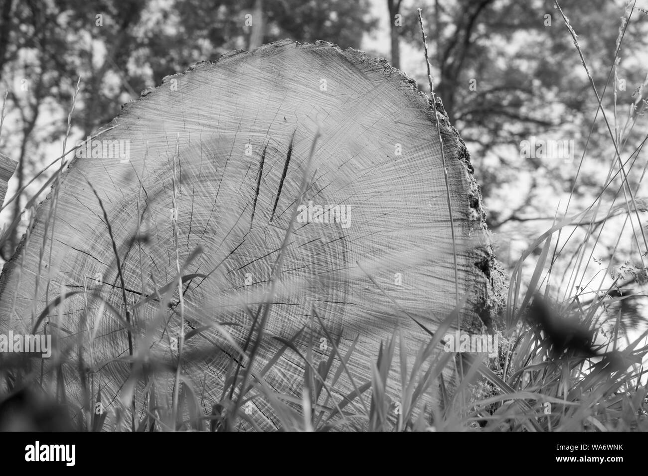 Cutted trees hi-res stock photography and images - Alamy