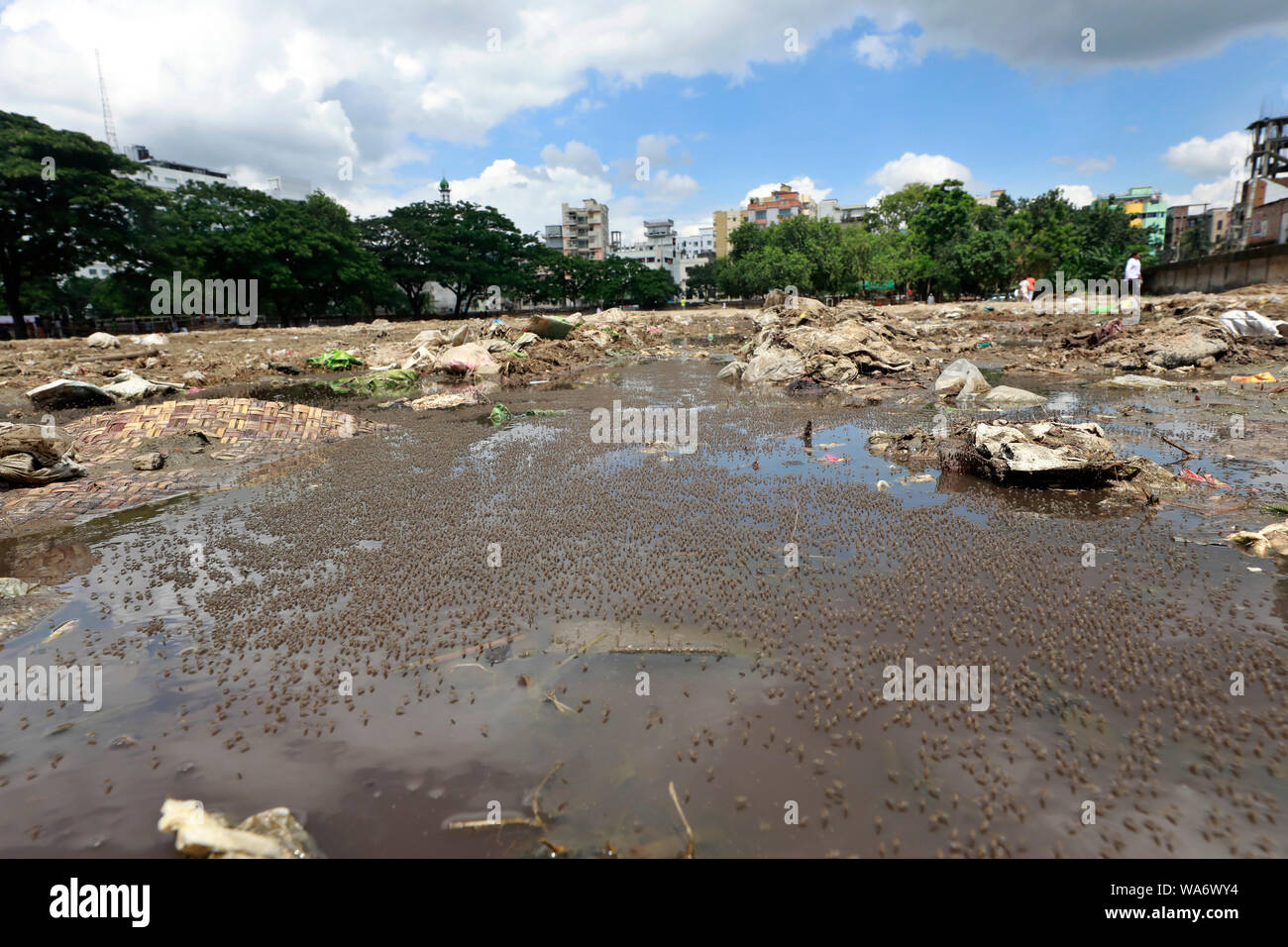Dengue water hi-res stock photography and images - Alamy