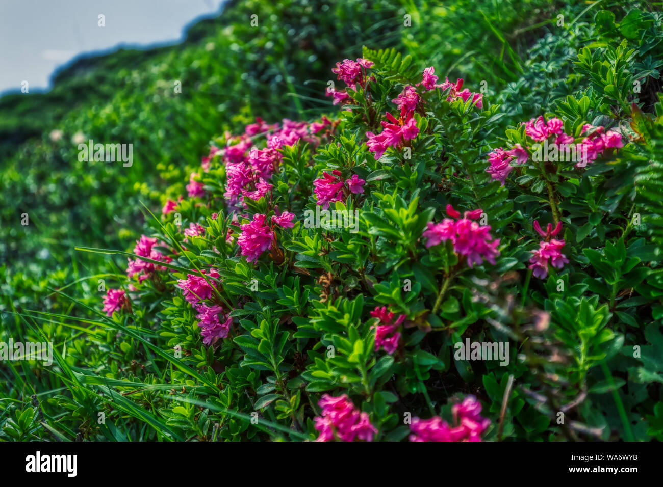 red Alpenrose flower at swiss alps near toggenburg, gamsalp Stock Photo ...