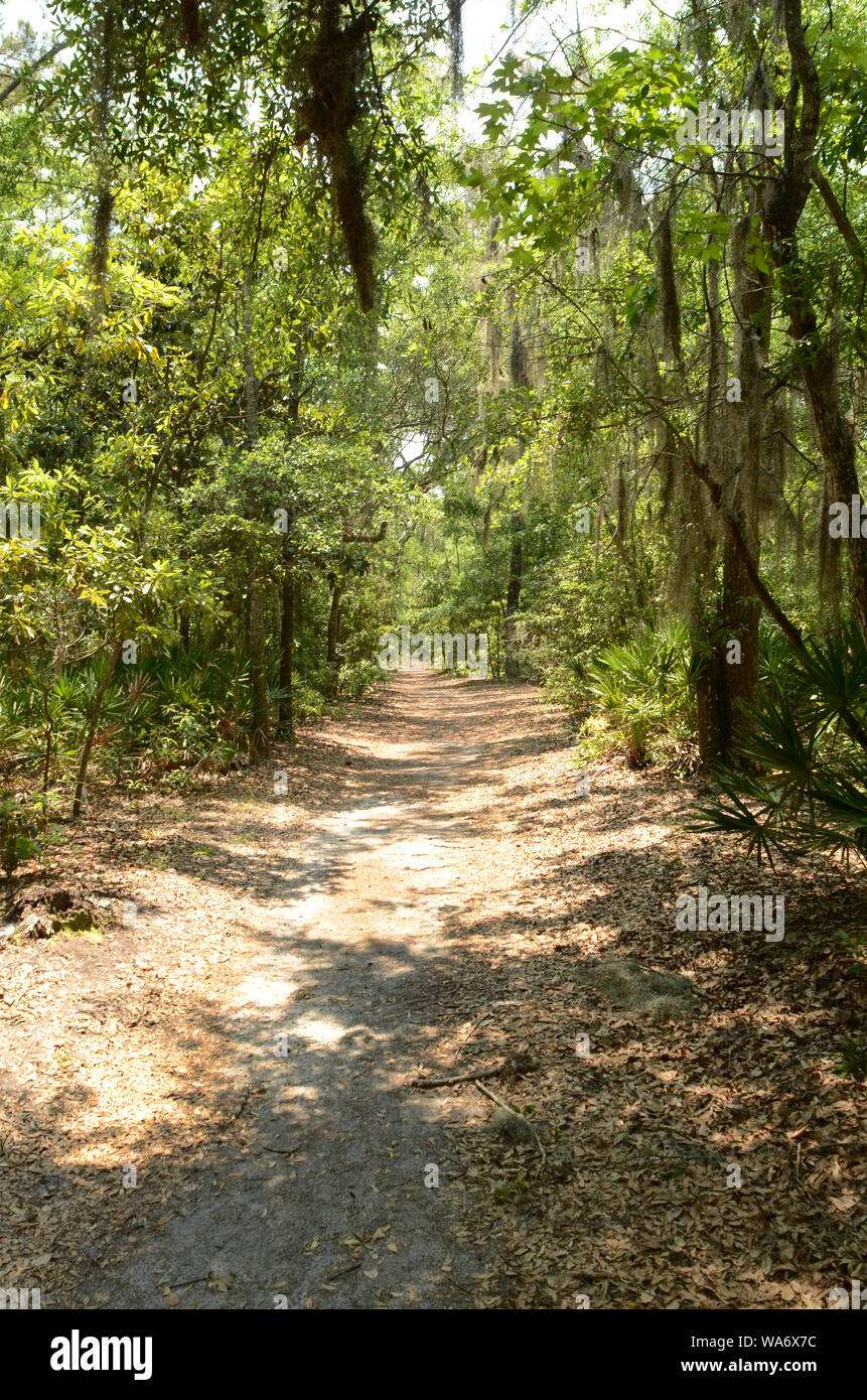 BOILER ROOM: A hiking expedition on Battery loop trail of Wormsloe ...