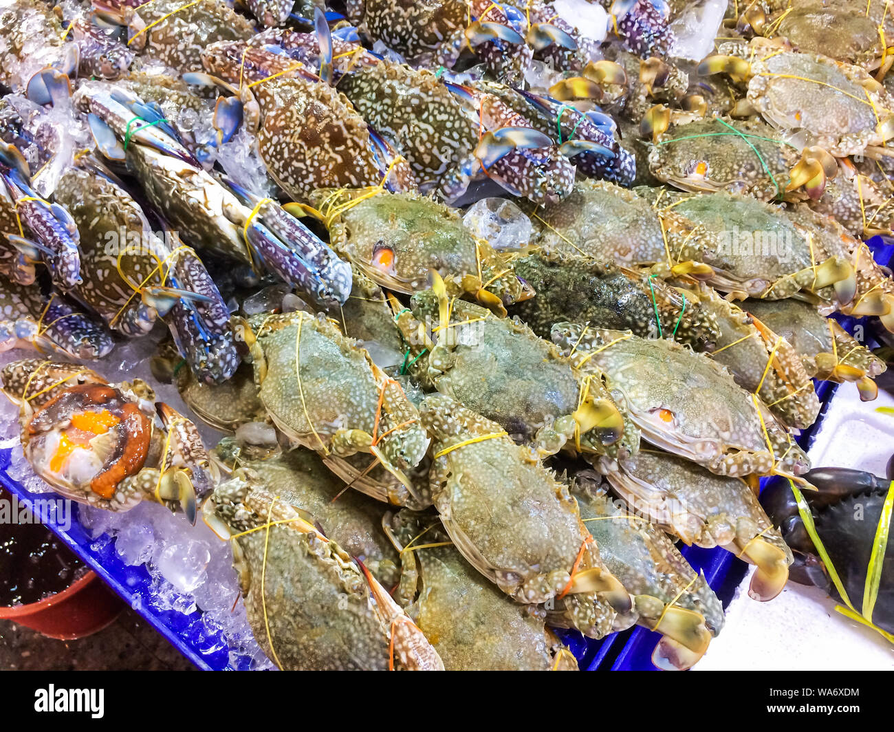 Alimasag Vs Alimango