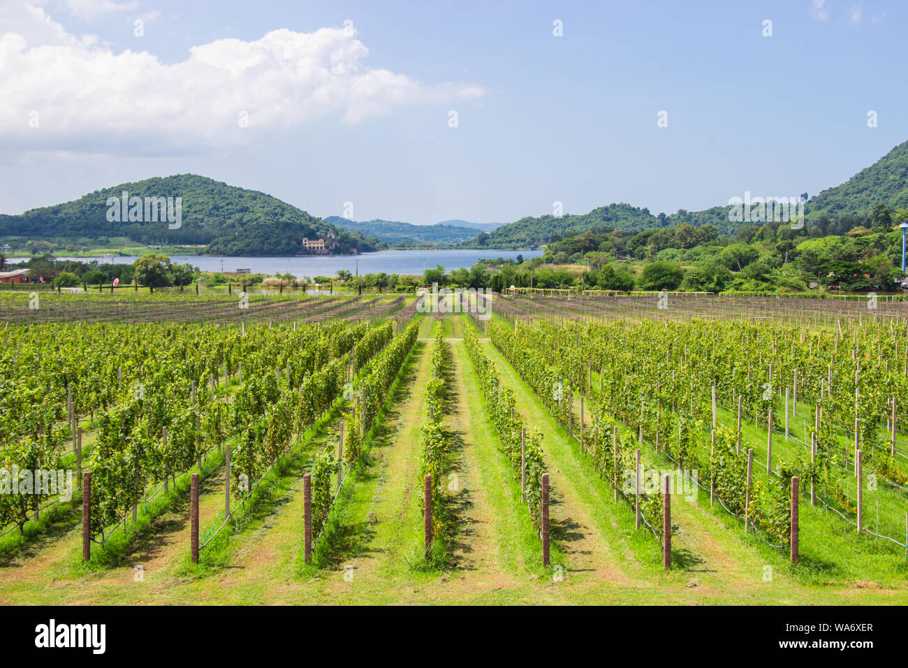 Grape farm hi-res stock photography and images - Alamy