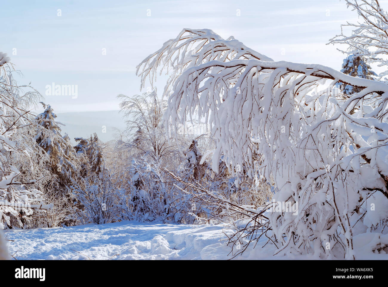 snowy winter landscape, forest on the mountainside on a sunny frosty ...