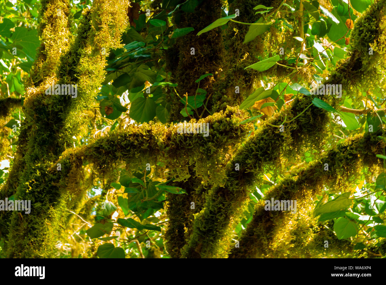 Humid subtropical climate hi-res stock photography and images - Alamy