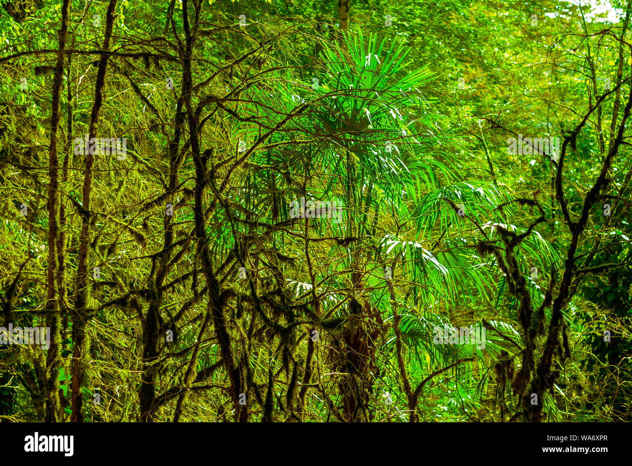 Humid subtropical climate hi-res stock photography and images - Alamy
