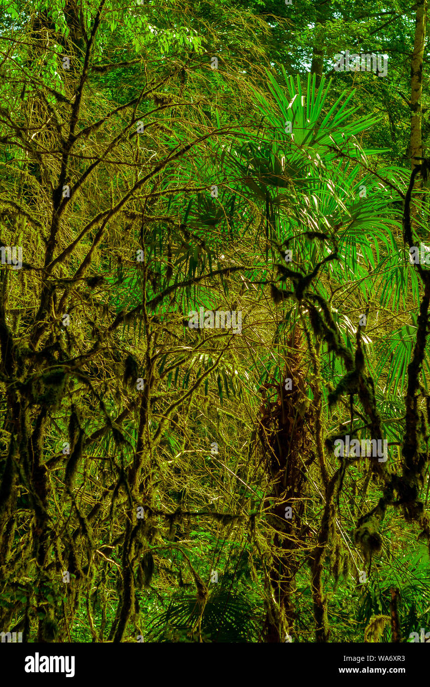 background - subtropical forest, yew-boxwood grove with mossy tree ...