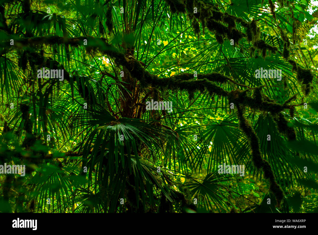 Humid subtropical climate hi-res stock photography and images - Alamy