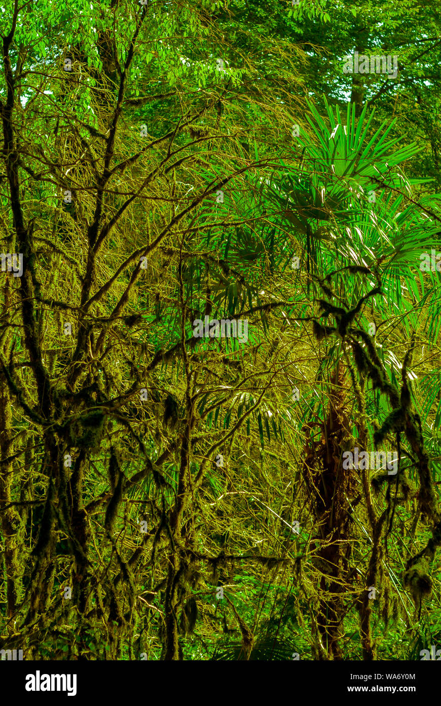 Tropical and subtropical moist broadleaf forest hi-res stock ...