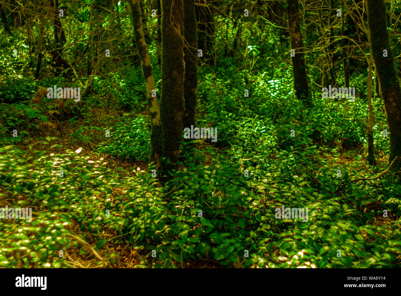 Subtropical humid forest hi-res stock photography and images - Alamy