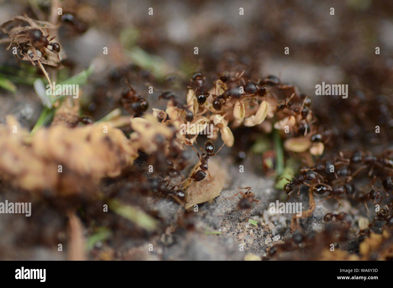 BATTLE: An epic war between two colonies of ants takes place on a ...