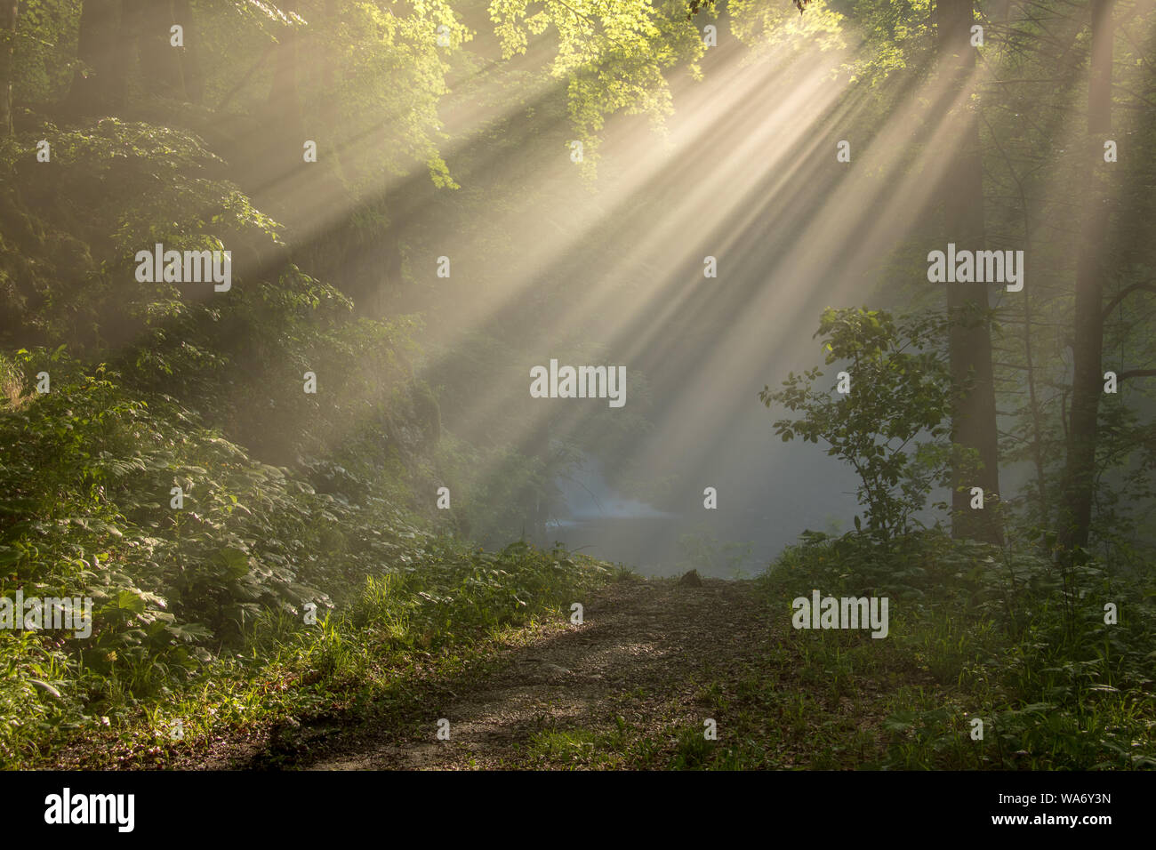 Sun Rays shining through leaves Stock Photo - Alamy
