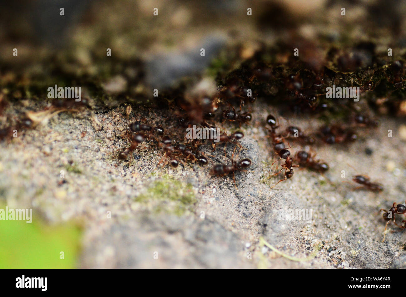 BATTLE: An epic war between two colonies of ants takes place on a ...