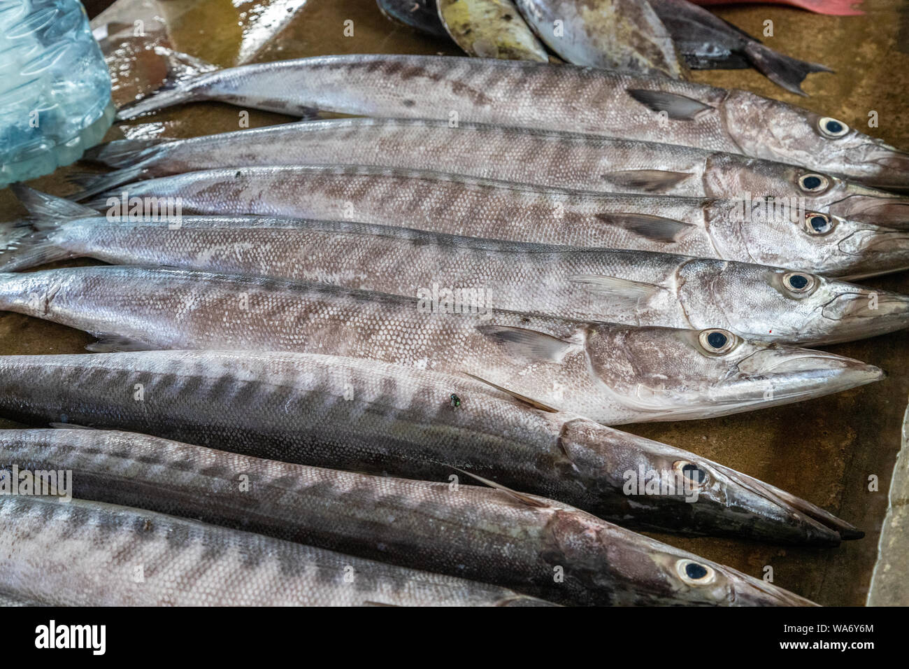 Seychelles Shark High Resolution Stock Photography and Images - Alamy