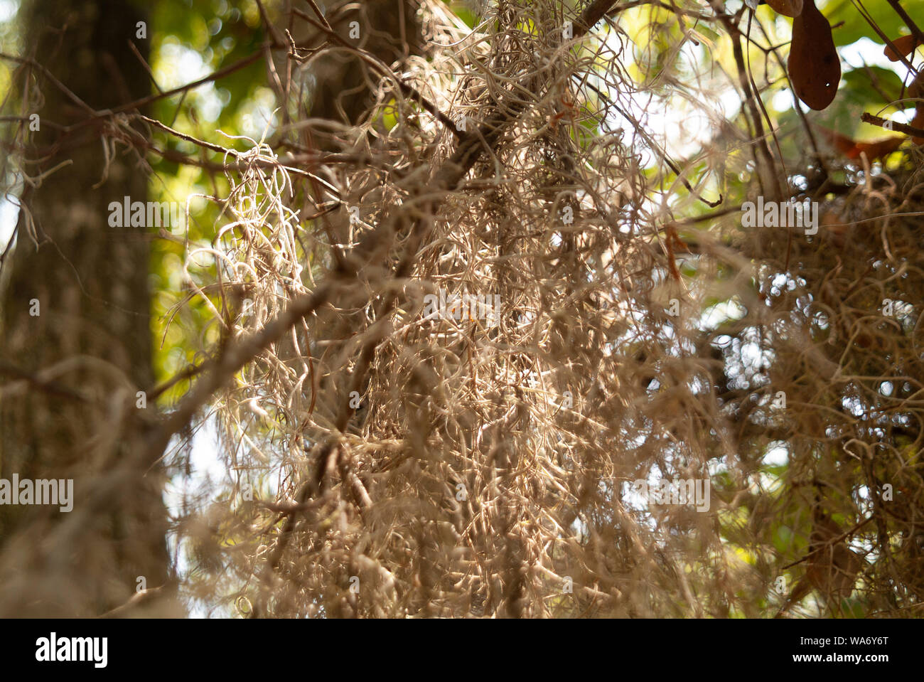 BOILER ROOM: A hiking expedition on Battery loop trail of Wormsloe ...