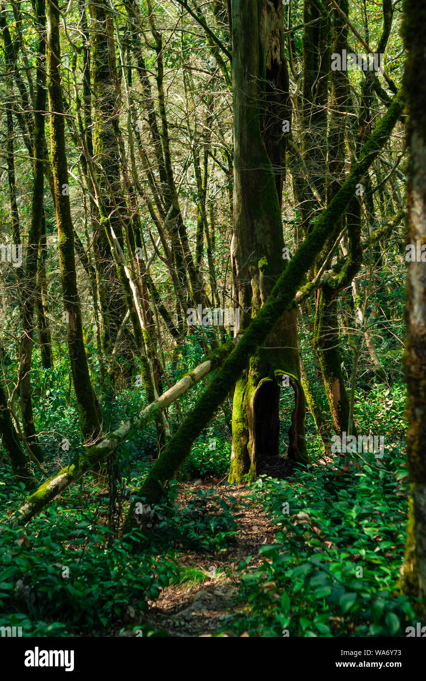 landscape - path in yew-boxwood grove with hollow tree Stock Photo - Alamy
