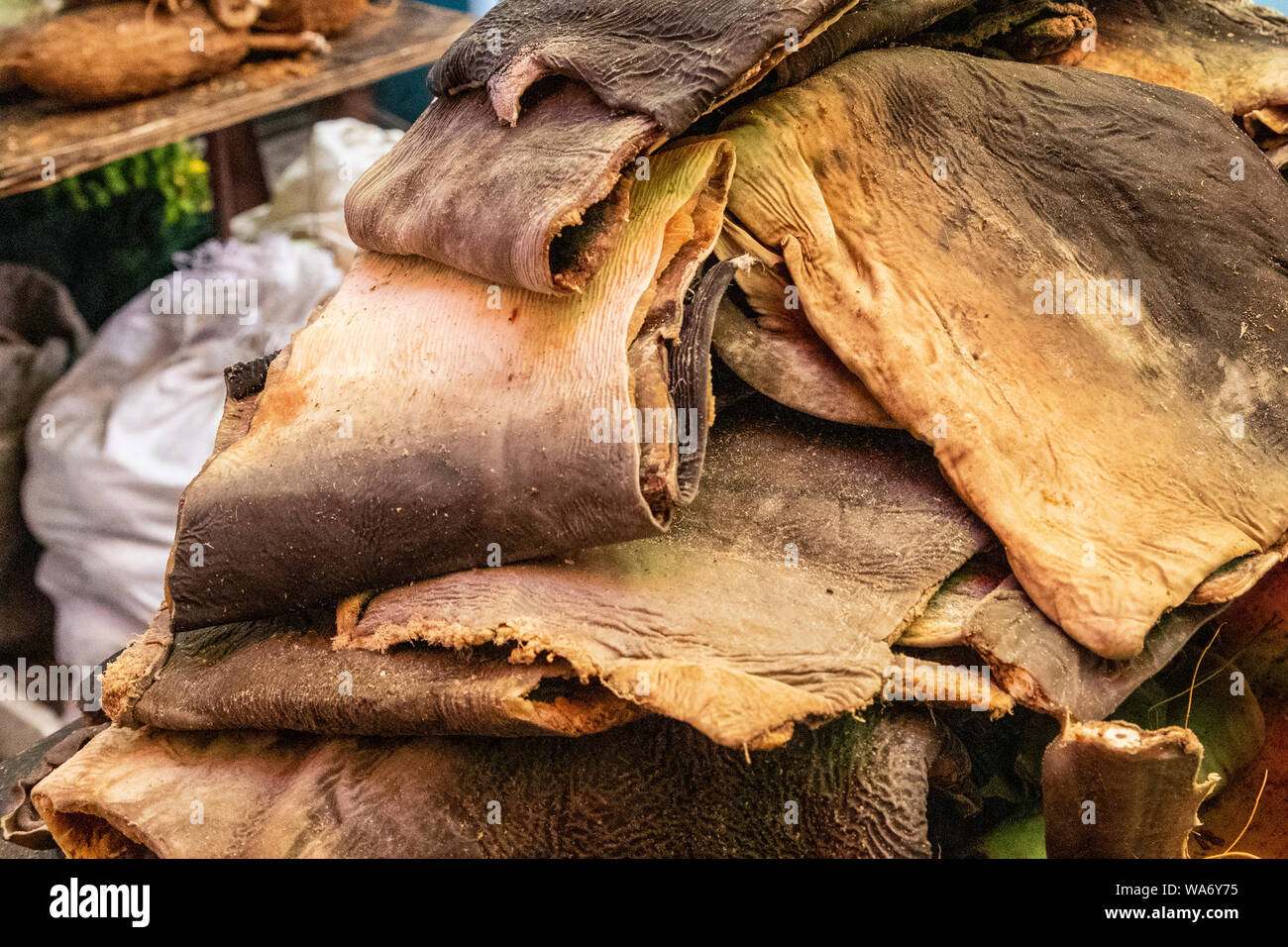 Sharkfish hi-res stock photography and images - Alamy