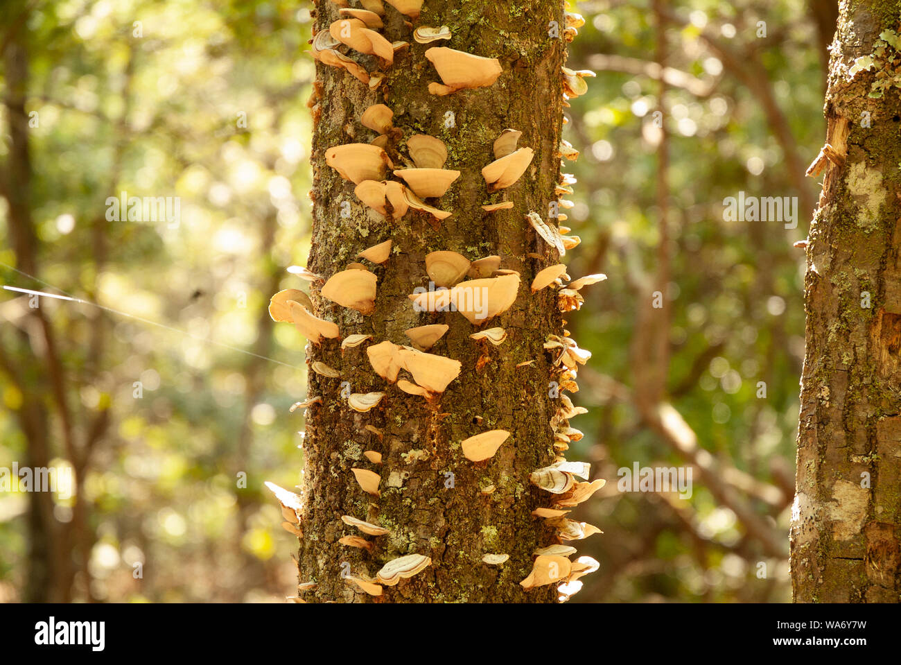 BOILER ROOM: A hiking expedition on Battery loop trail of Wormsloe ...