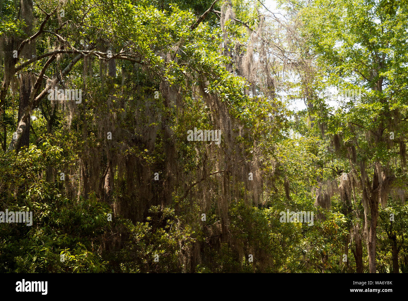 BOILER ROOM: A hiking expedition on Battery loop trail of Wormsloe ...