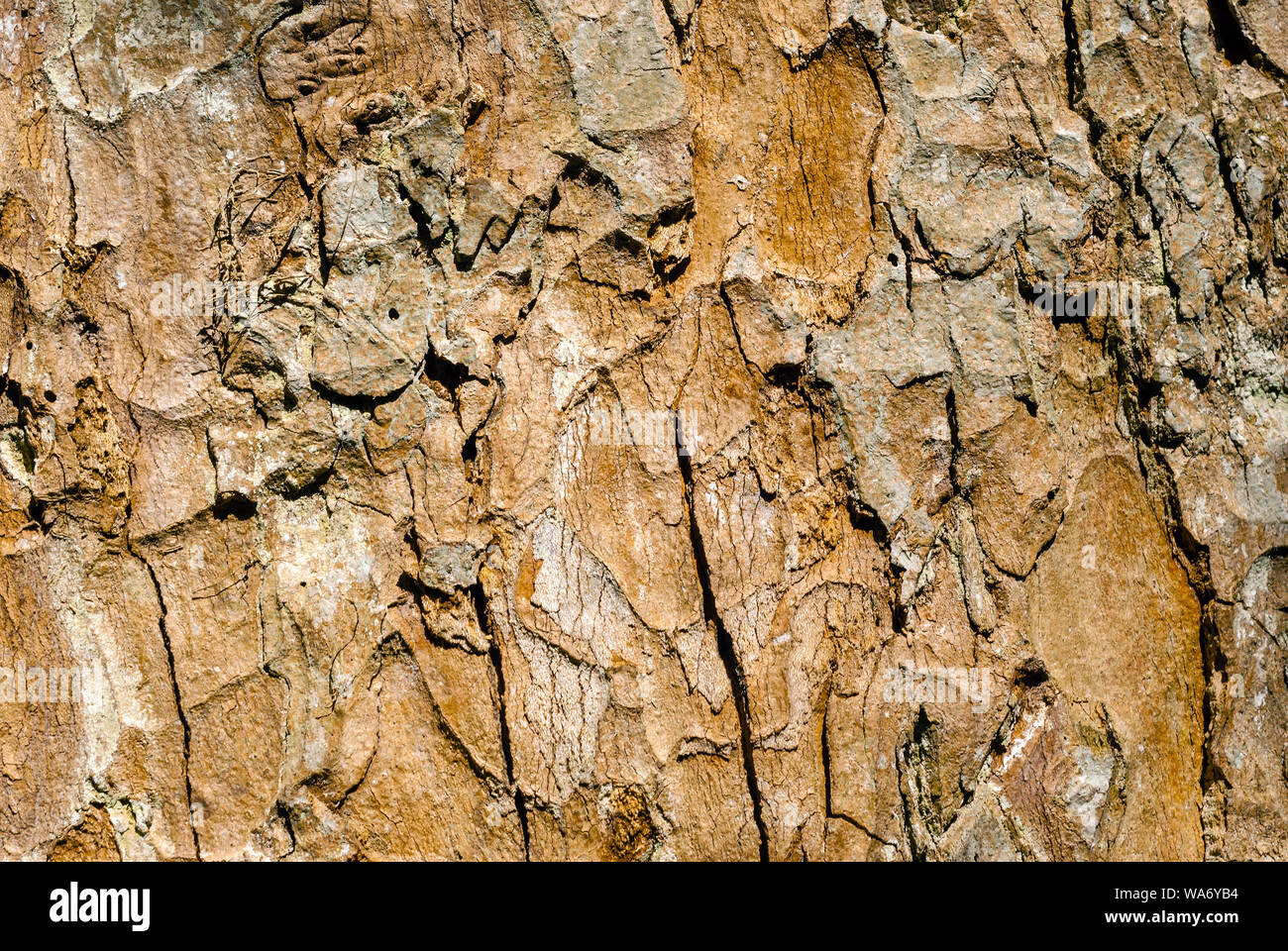 background, texture - rotten wood affected by fungus Stock Photo - Alamy
