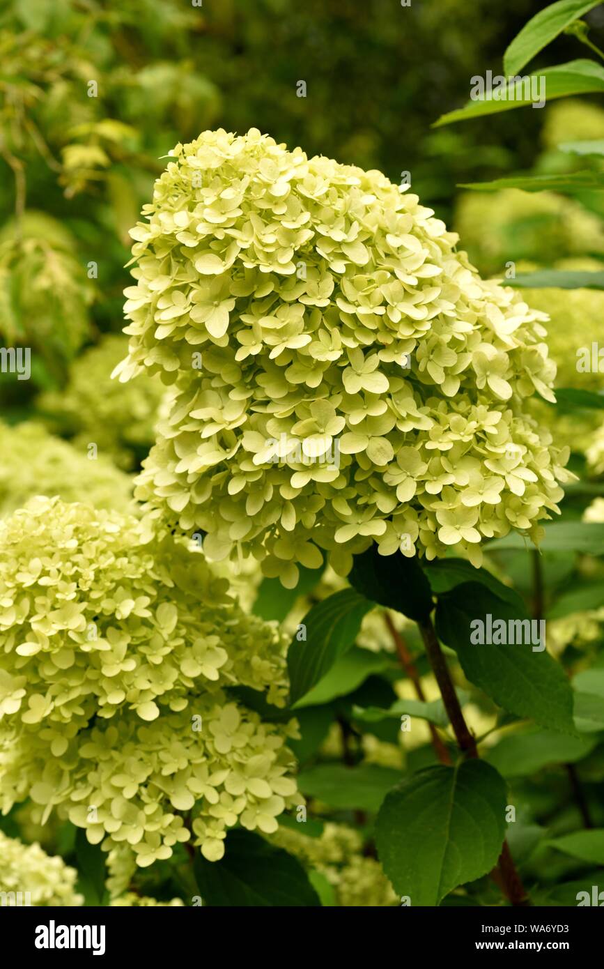 Hydrangea limelight hi-res stock photography and images - Alamy