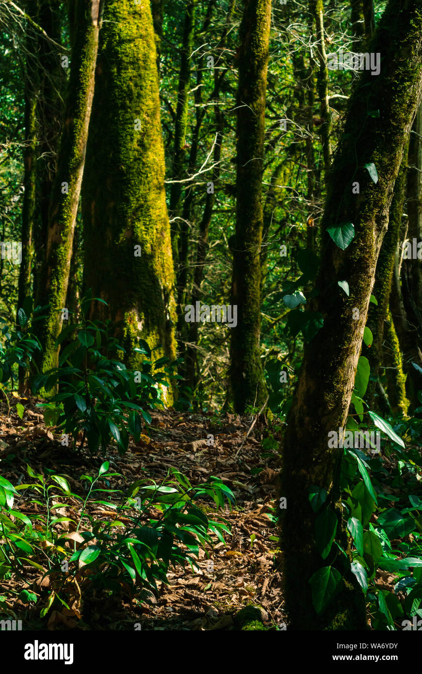 background - subtropical forest, yew-boxwood grove with mossy tree ...