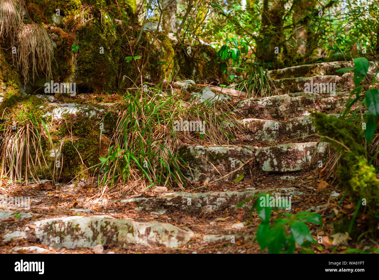 Overdrown hi-res stock photography and images - Alamy