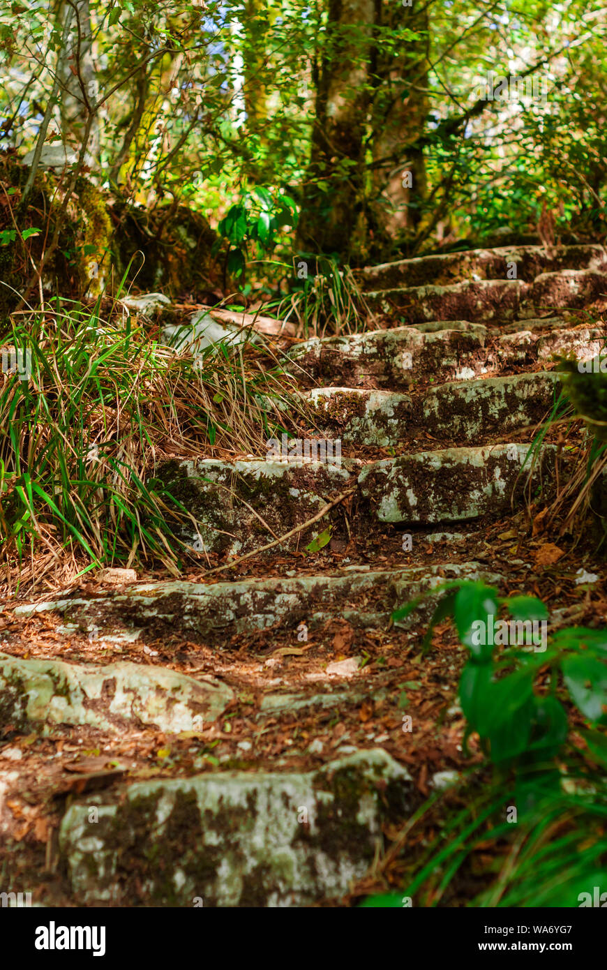stone steps in ancient ruins overgrown with jungle Stock Photo - Alamy