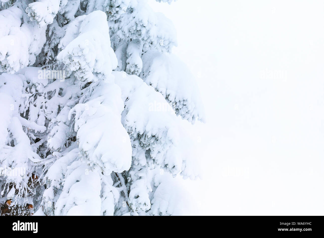 holiday winter vacation background with pine tree covered by heavy snow ...