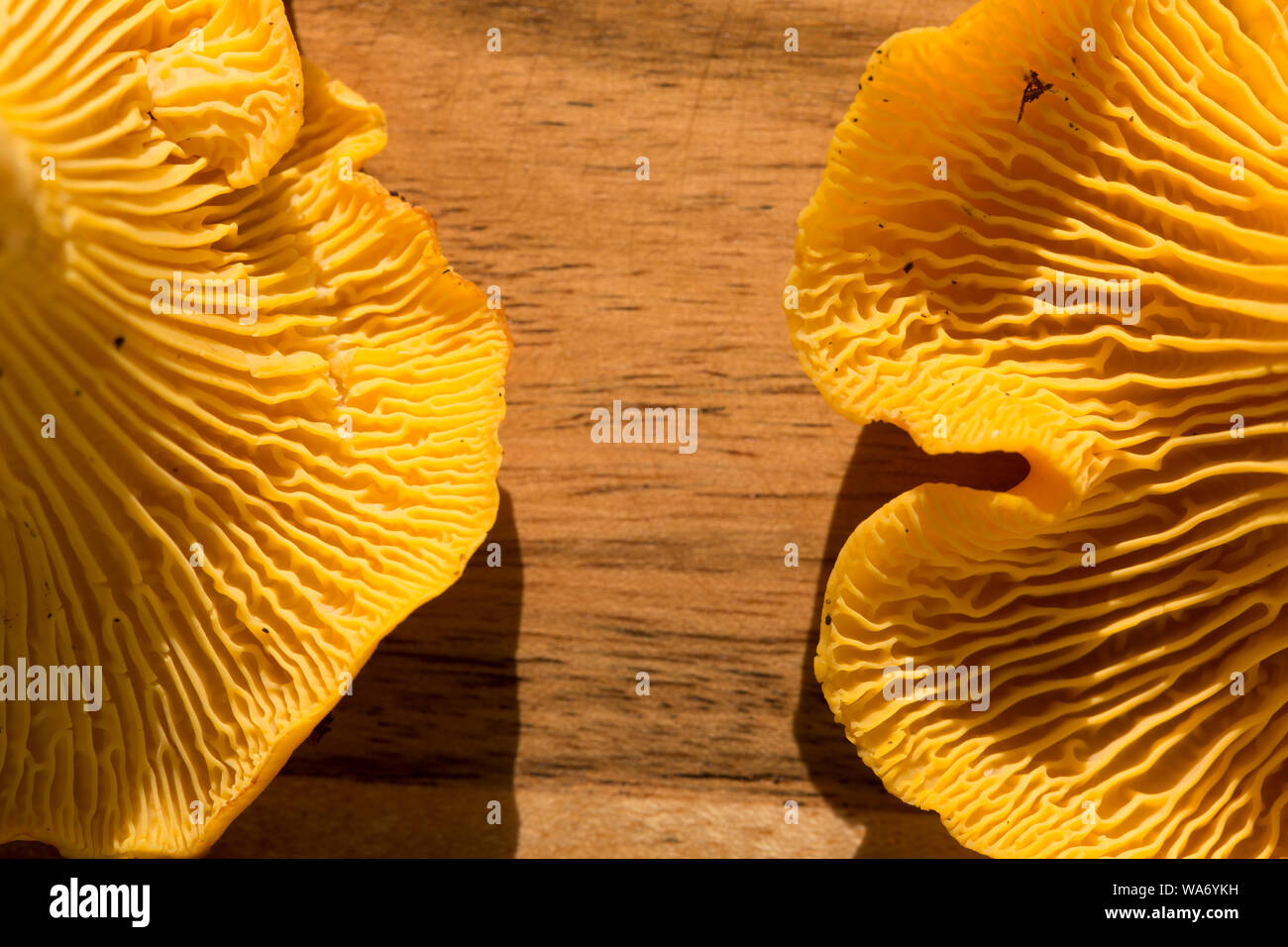 Chanterelles, Cantharellus cibarius, also known as the golden ...