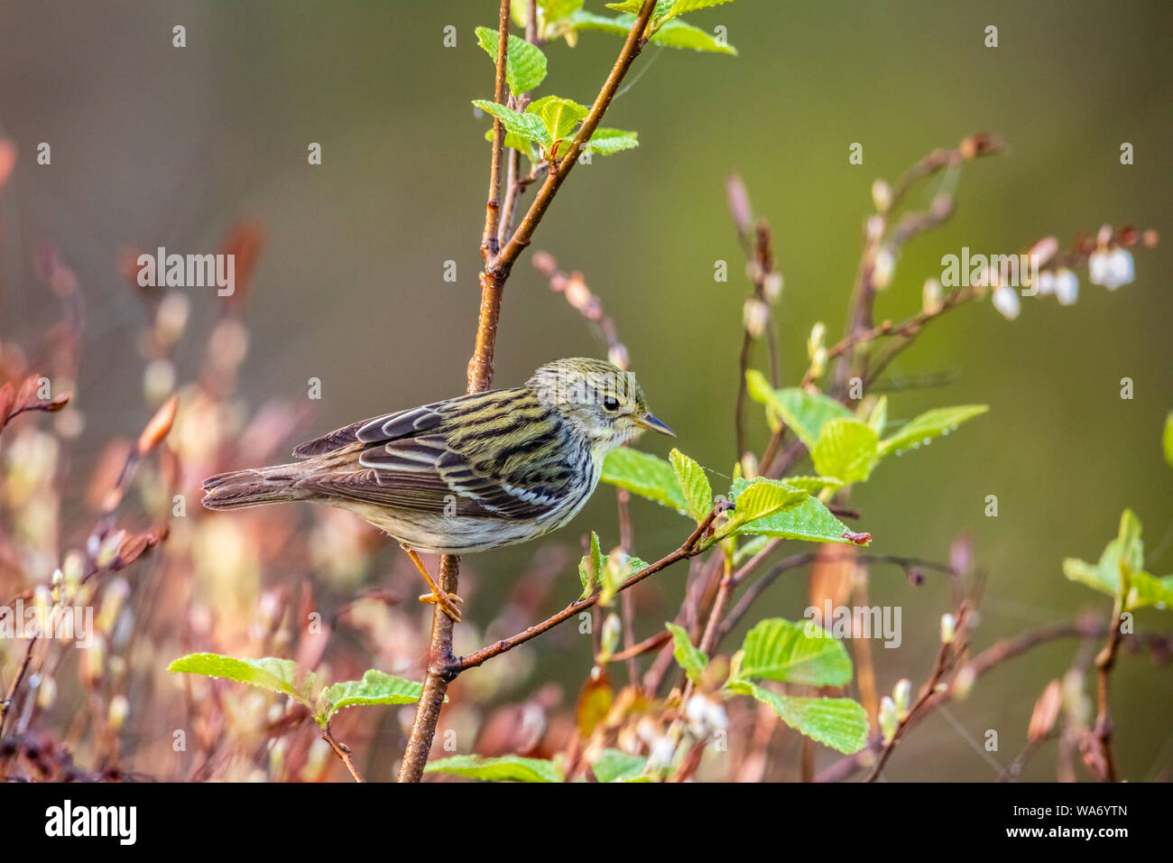 Female Blackpoll High Resolution Stock Photography and Images - Alamy