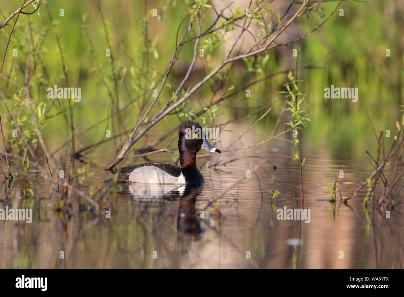 Drake ring-necked duck swimming in a northern Wisconsin lake Stock ...