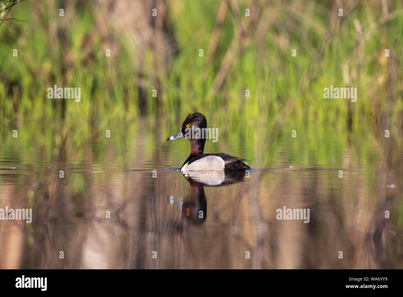 Drake ring-necked duck swimming in a northern Wisconsin lake Stock ...